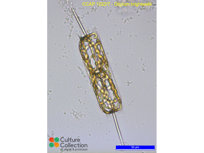 Ditylum brightwellii