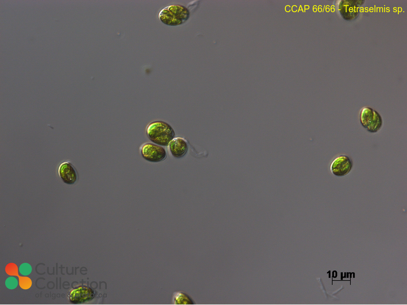 Tetraselmis sp.