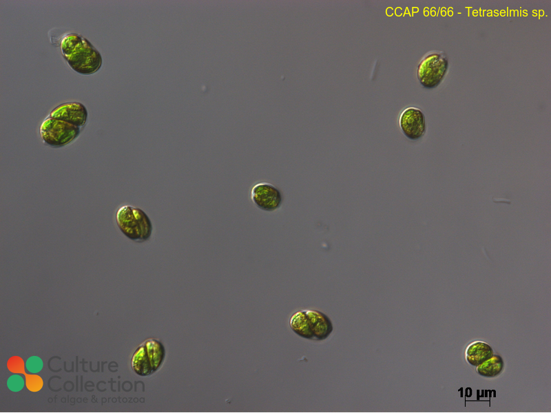 Tetraselmis sp.