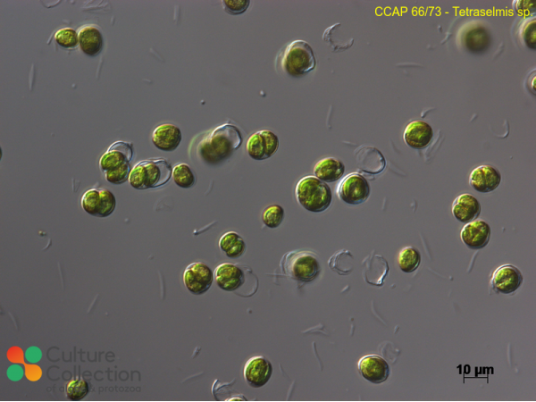 Tetraselmis sp.