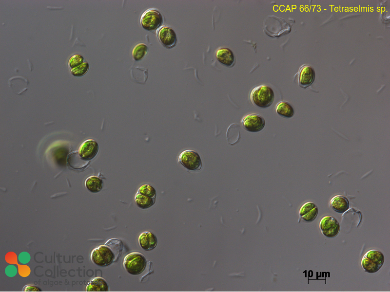 Tetraselmis sp.