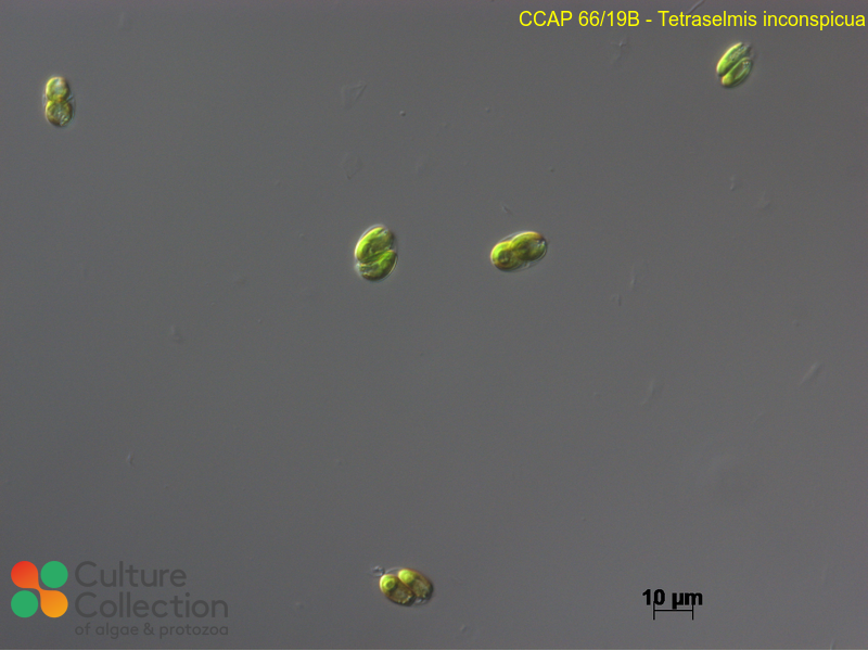 Tetraselmis inconspicua