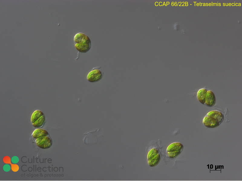 Tetraselmis suecica