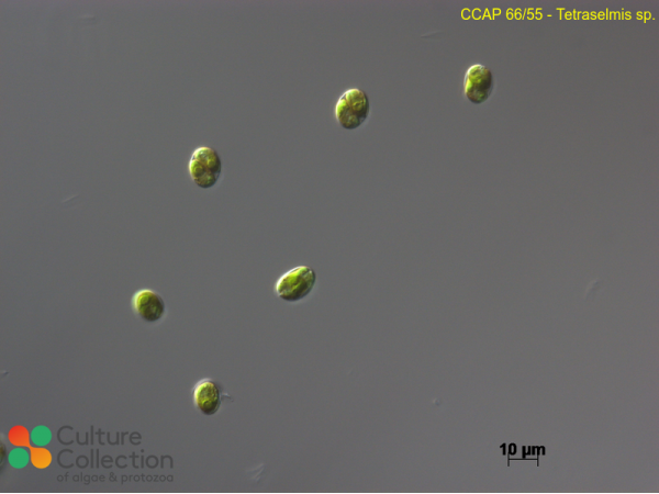 Tetraselmis sp.