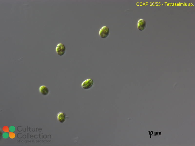 Tetraselmis sp.