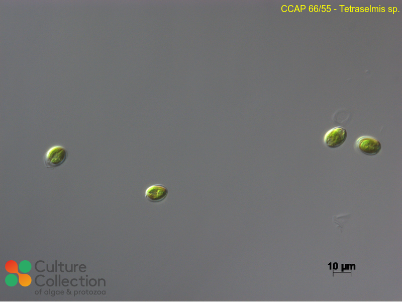 Tetraselmis sp.