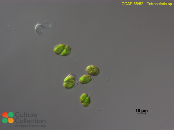 Tetraselmis sp.