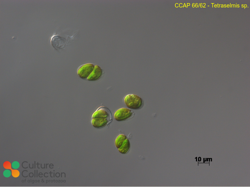 Tetraselmis sp.