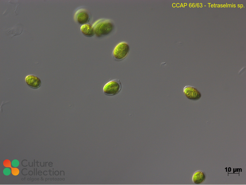 Tetraselmis sp.