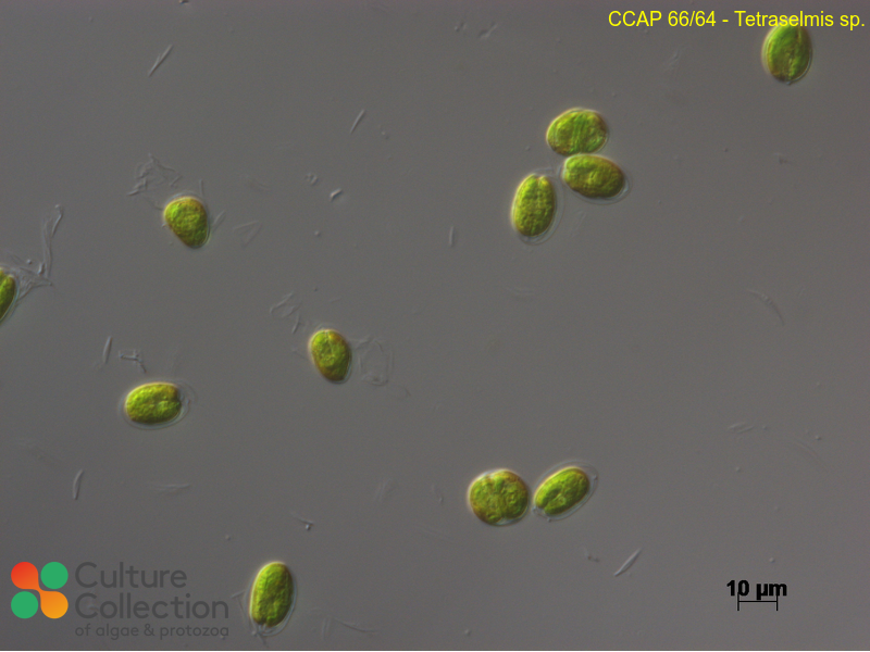 Tetraselmis sp.