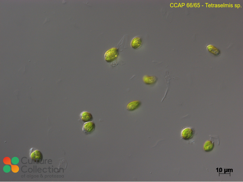 Tetraselmis sp.