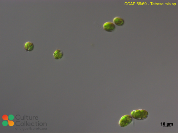 Tetraselmis sp.