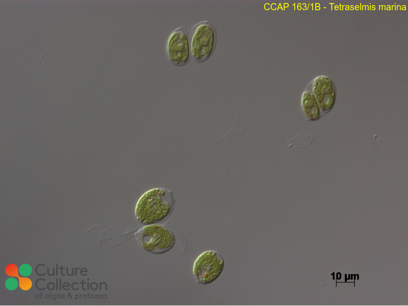 Tetraselmis marina