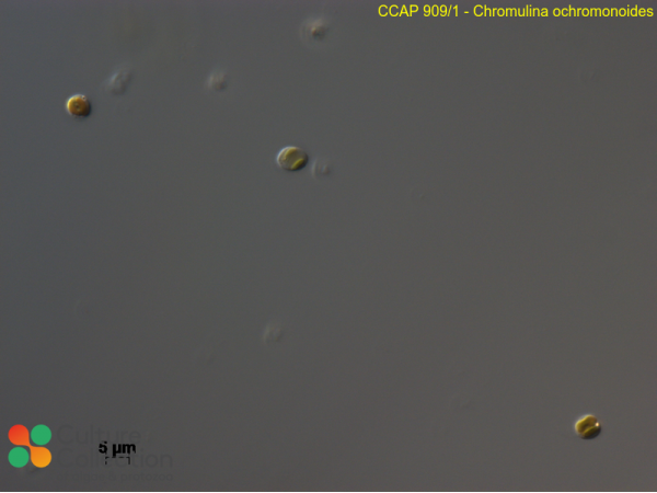 Chromulina ochromonoides