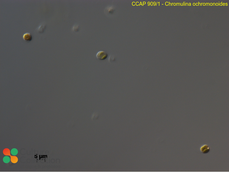 Chromulina ochromonoides