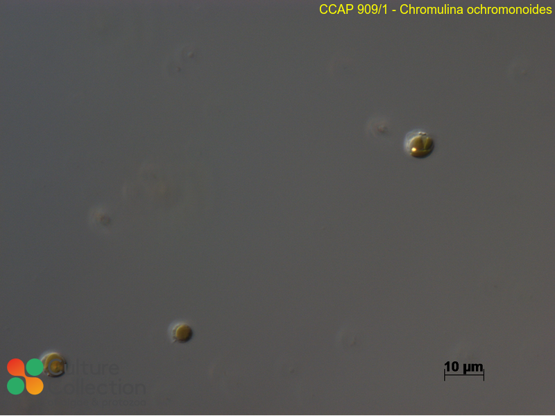 Chromulina ochromonoides