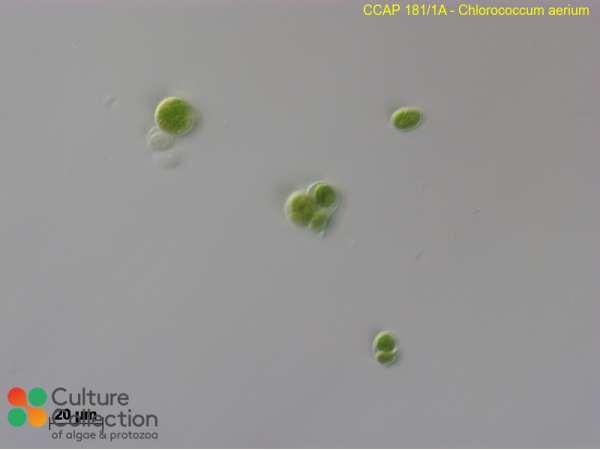 Chlorococcum aerium