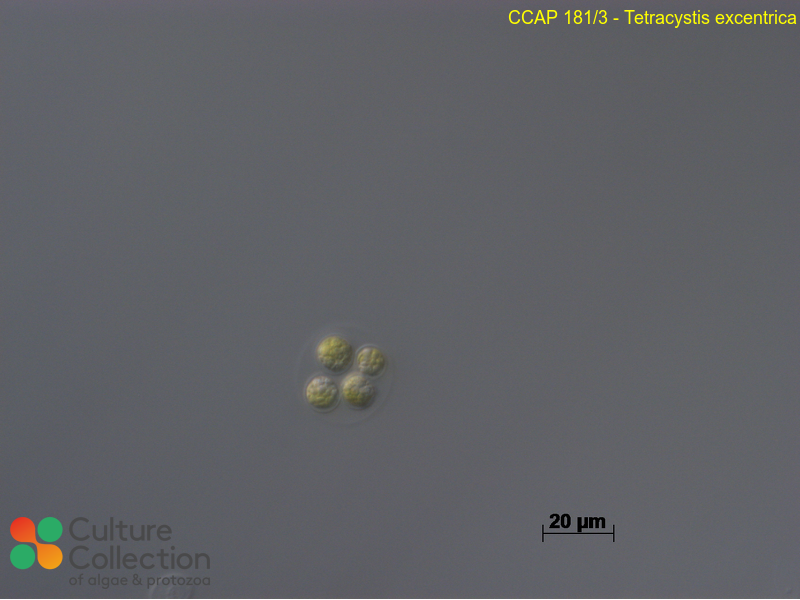 Tetracystis excentrica