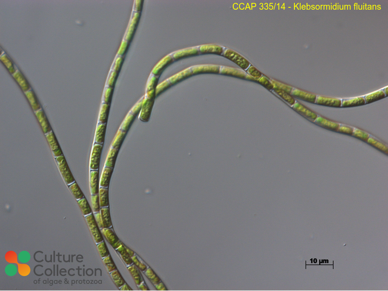 Klebsormidium fluitans