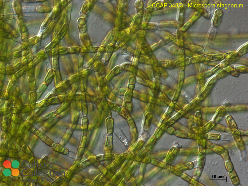 Microspora stagnorum