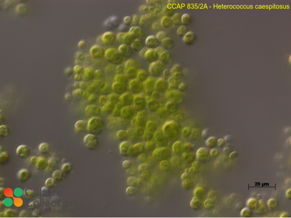 Heterococcus caespitosus