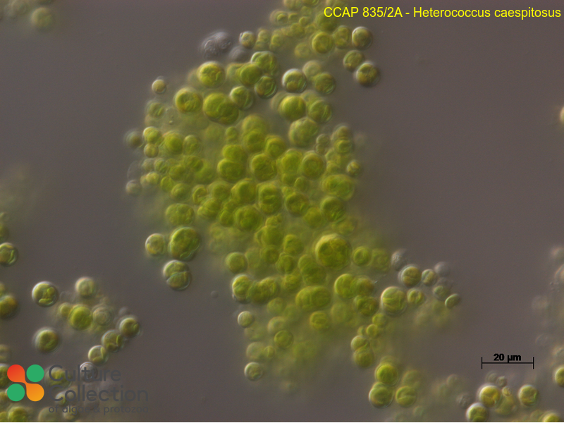 Heterococcus caespitosus