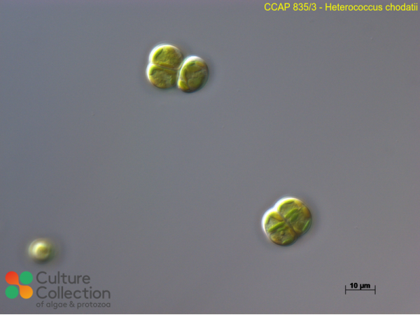 Heterococcus chodatii