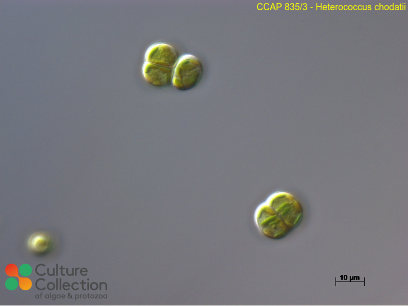 Heterococcus chodatii