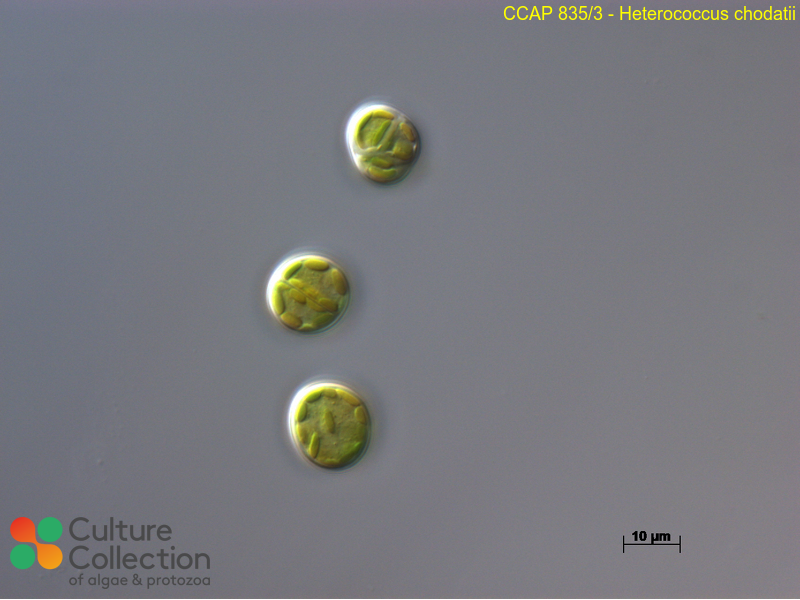 Heterococcus chodatii