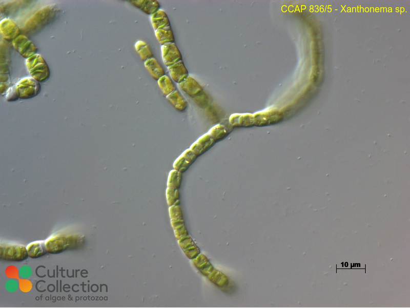 Xanthonema sp.