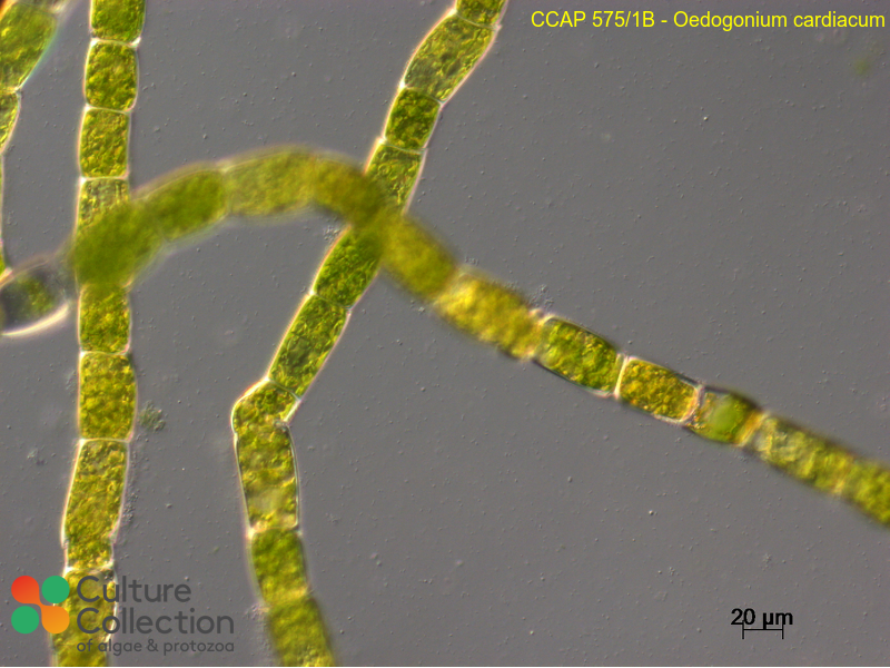 Oedogonium cardiacum