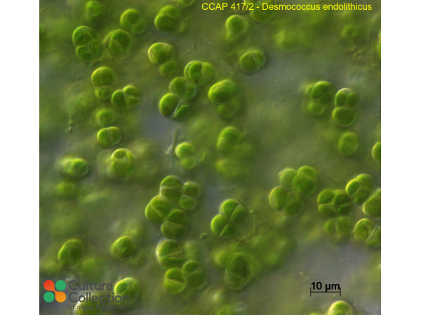 Desmococcus endolithicus