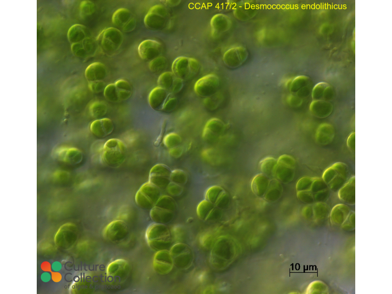 Desmococcus endolithicus