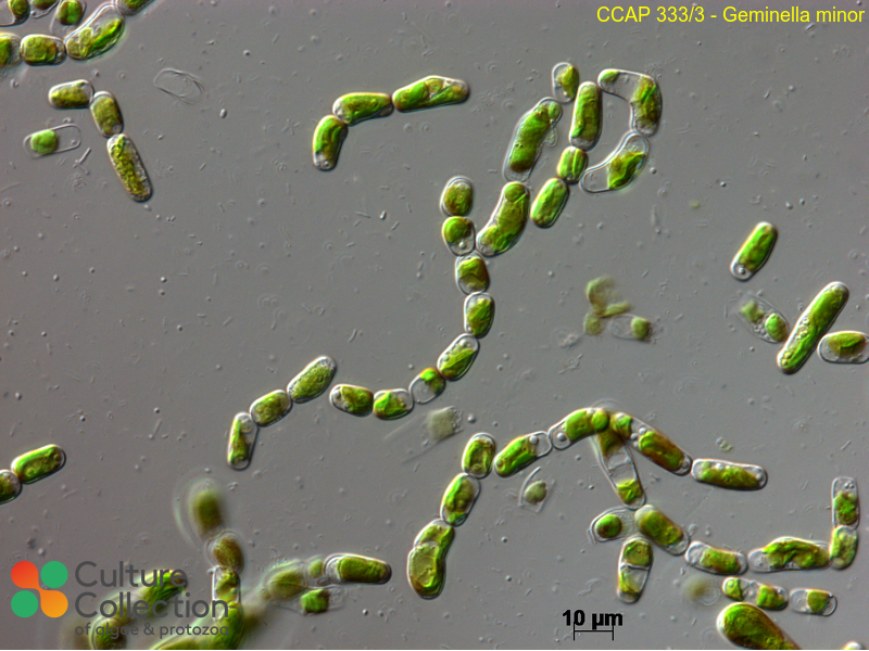 Geminella minor