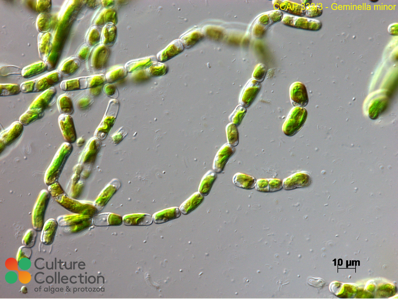 Geminella minor