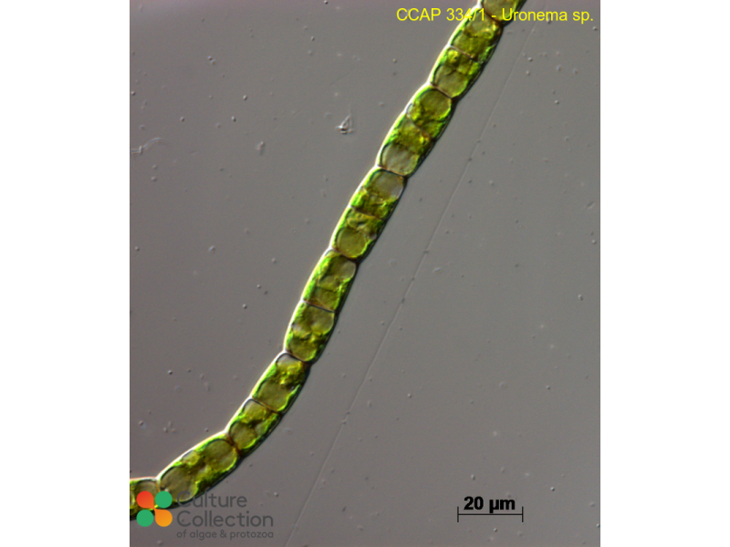 Uronema sp.