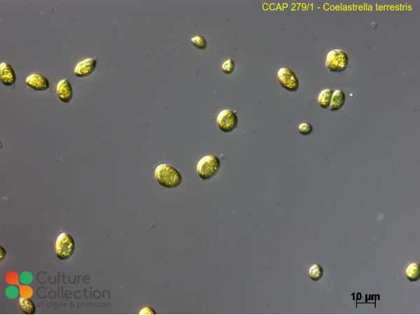 Coelastrella terrestris