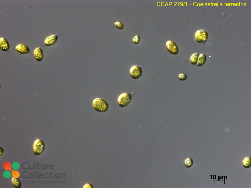 Coelastrella terrestris