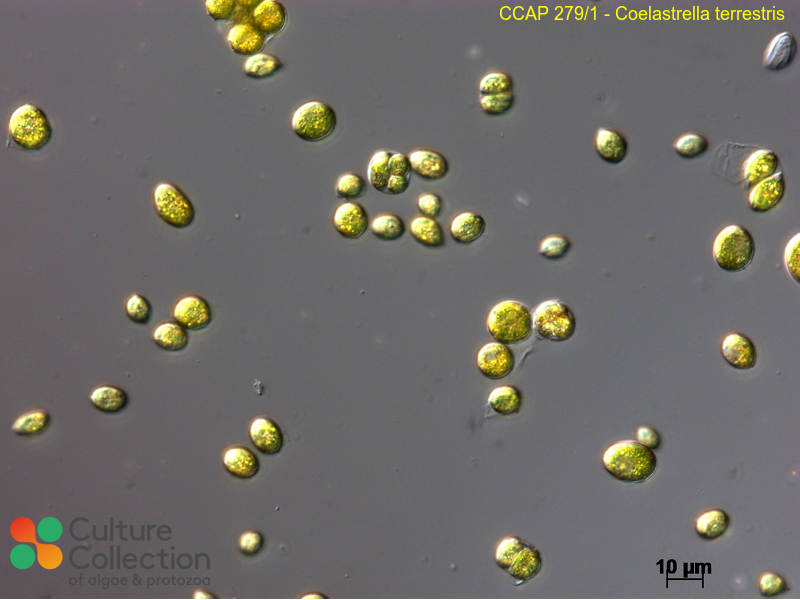 Coelastrella terrestris