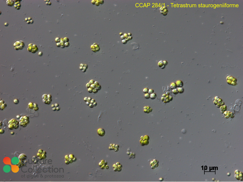 Tetrastrum staurogeniiforme