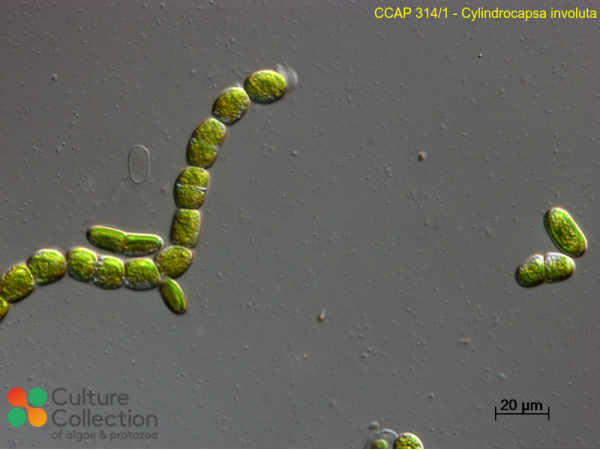 Cylindrocapsa involuta