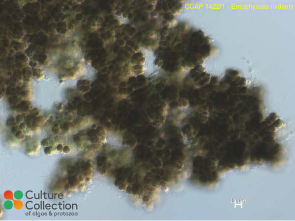 Entophysalis rivularis