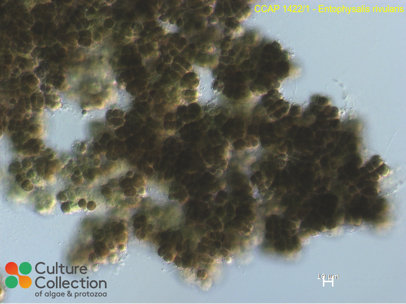 Entophysalis rivularis