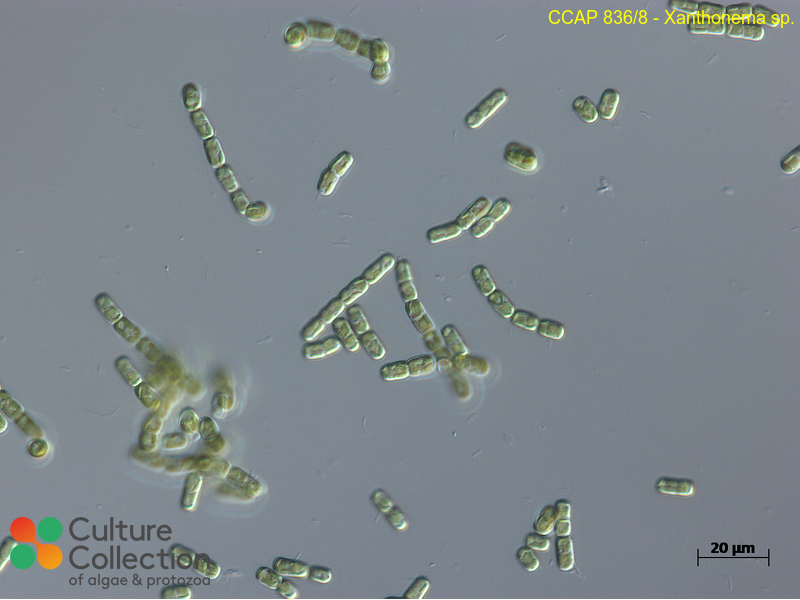 Xanthonema sp.