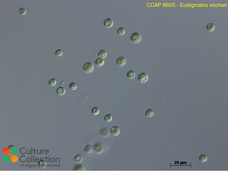 Eustigmatos vischeri