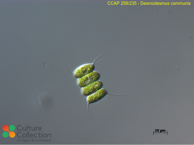 Desmodesmus communis
