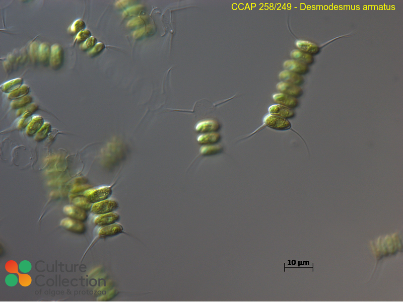 Desmodesmus armatus