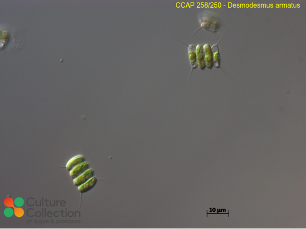 Desmodesmus armatus