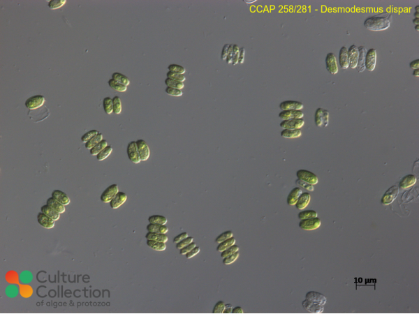 Desmodesmus dispar