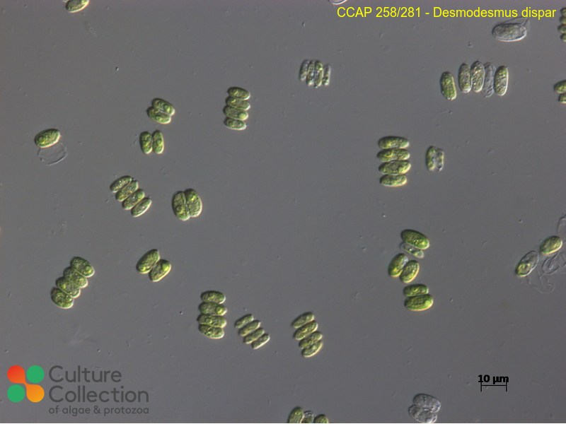 Desmodesmus dispar